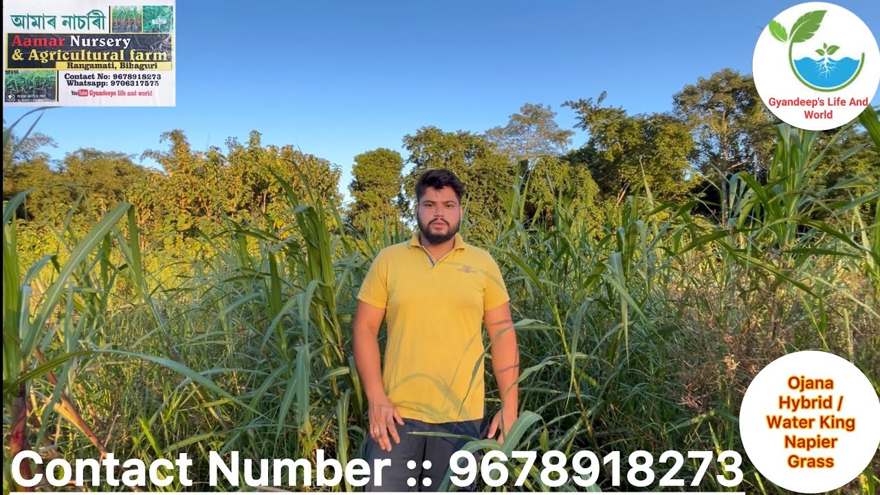 Water King / Ojana Hybrid Napier Grass Cultivation In Aamar Nursery ...
