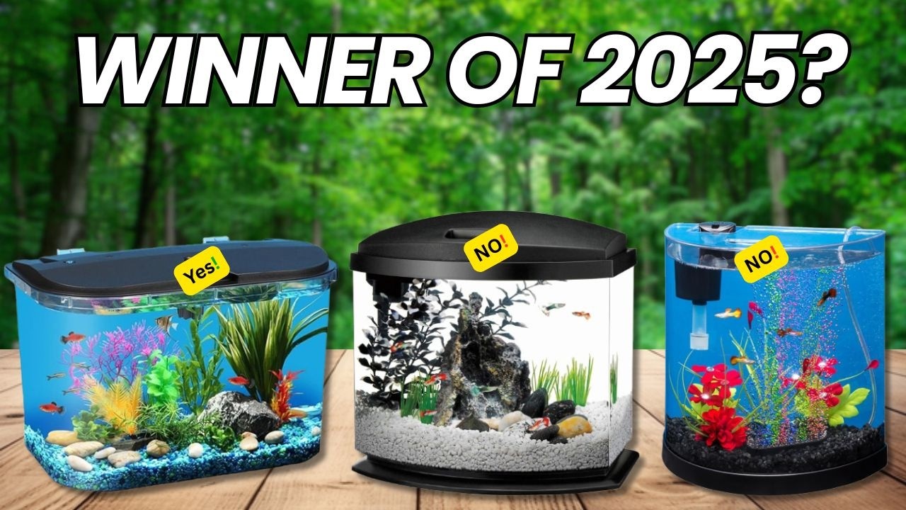 5 Best Small Fish Tanks-You need in 2025! - YouTube