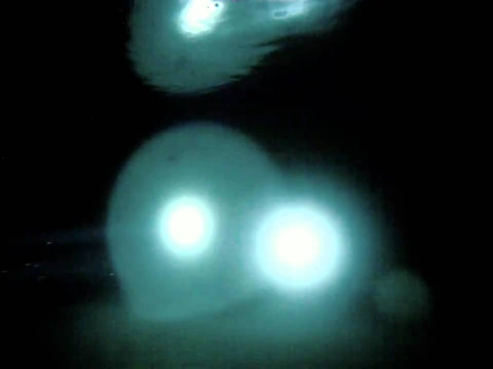 Light Monkey 3w rat vs LIght Monkey 2w rat jr - YouTube