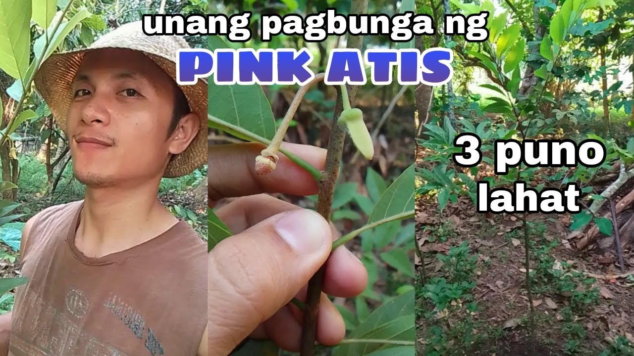 FIRST TIME NA NAGKAROON NG BUNGA ANG AKING PINK ATIS NA TANIM - PINK ...