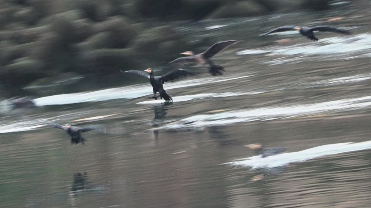 1130111 The great cormorants forage by diving and capturing its prey in ...