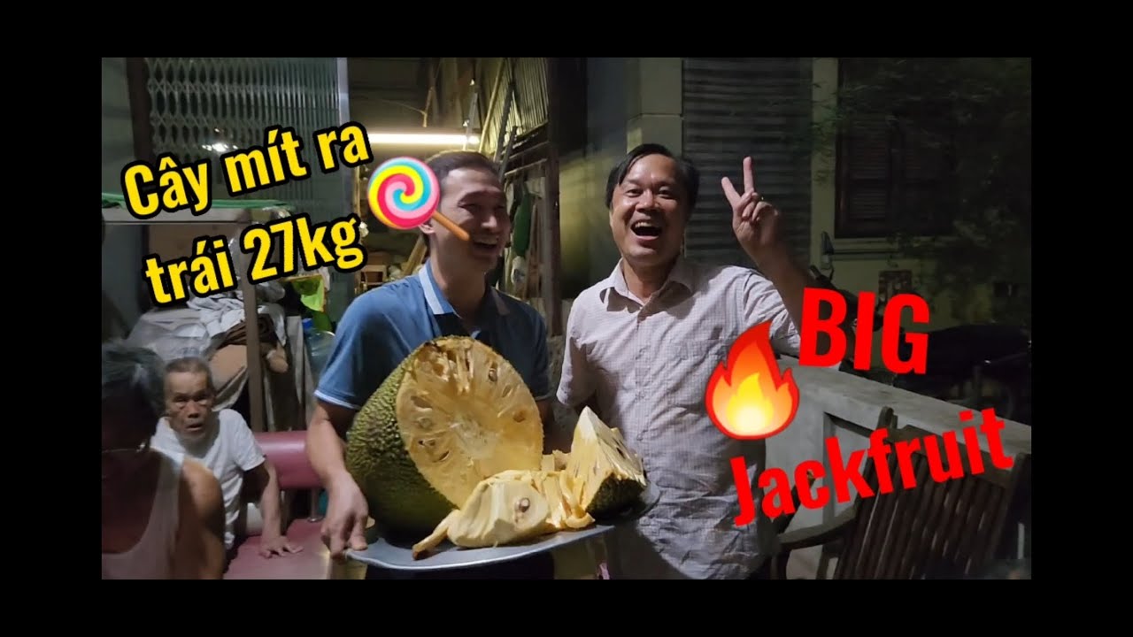 Cây mít ra trái 27kg | Big Jackfruit | Thanh Hà TV 4K - YouTube