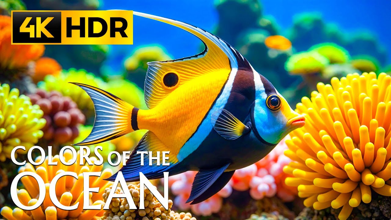 Ocean 4K ULTRA HD - Beautiful Marine Life, Stunning Underwater Worlds ...