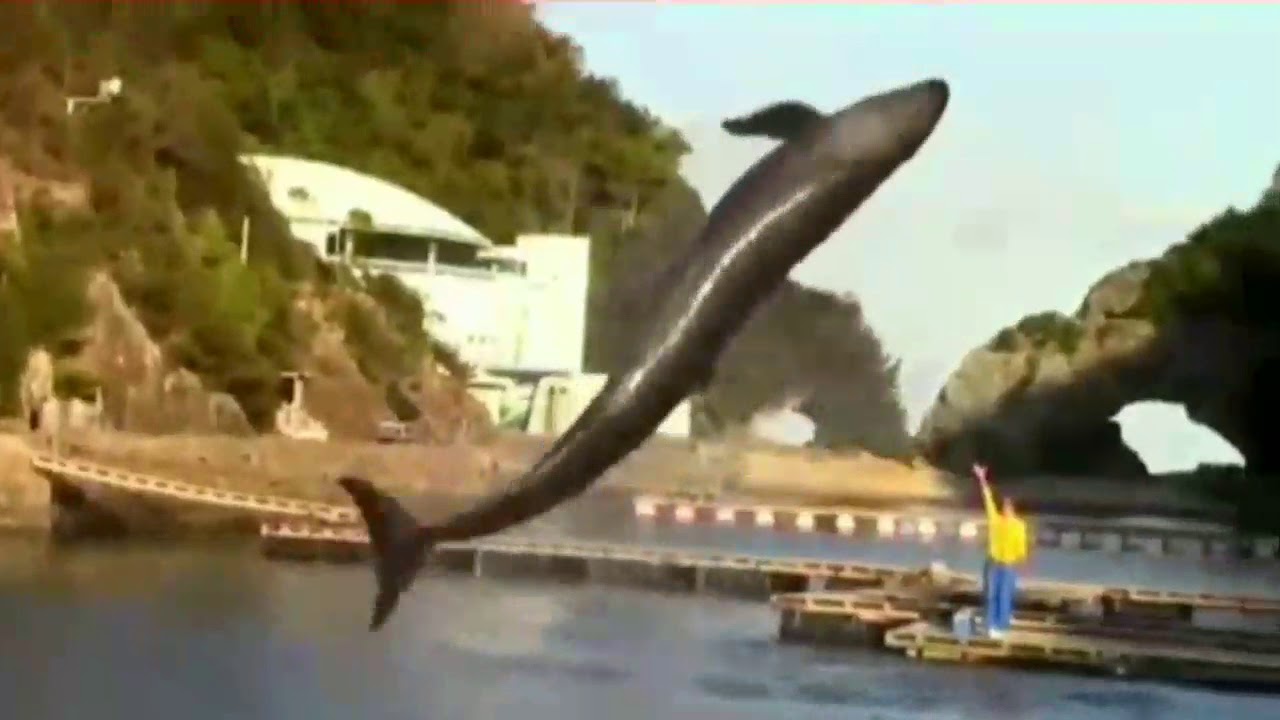 lompat indah saat Pertunjukan ikan lumba lumba bagian 11 - YouTube