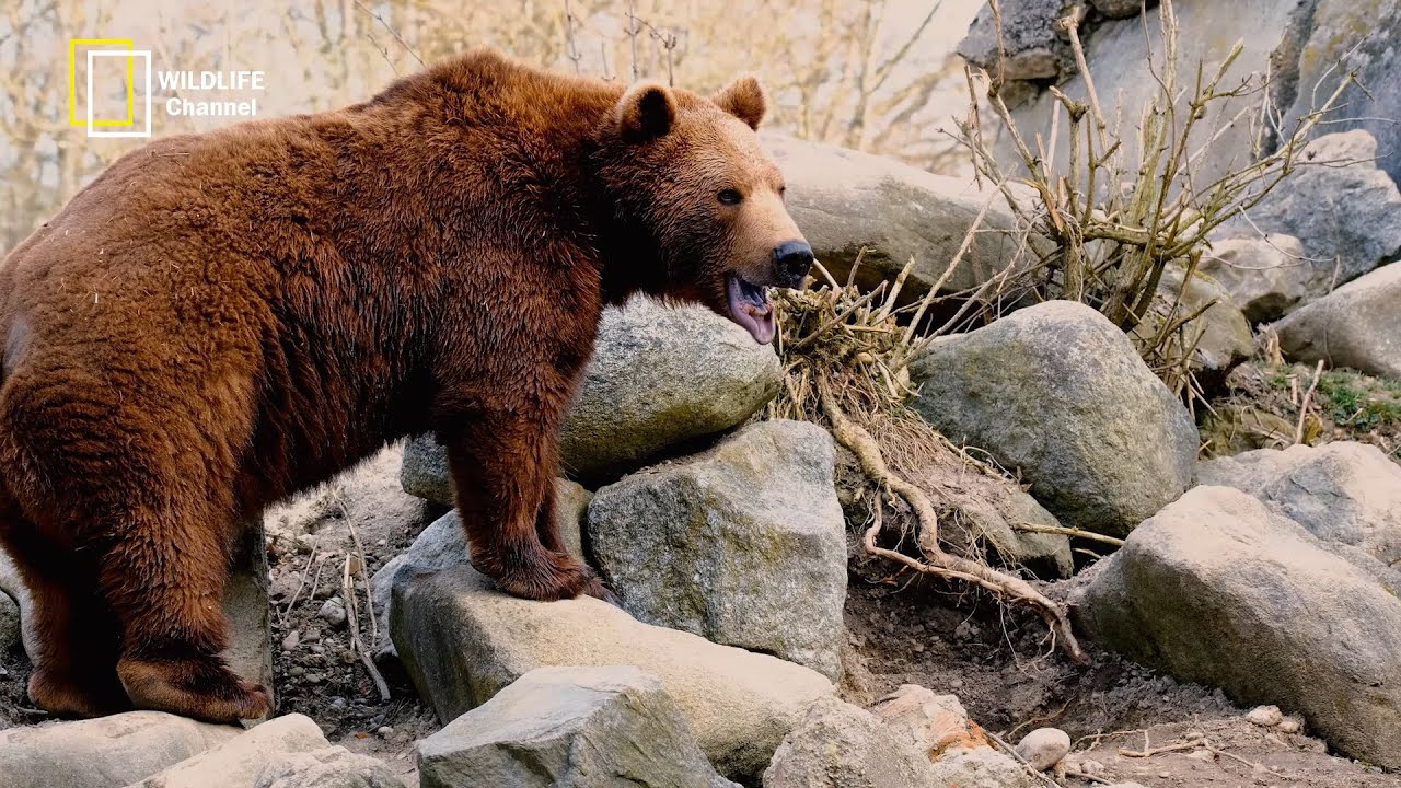 Brown Bear documantary -Into the Wild -Exploring the Life of the Mighty ...