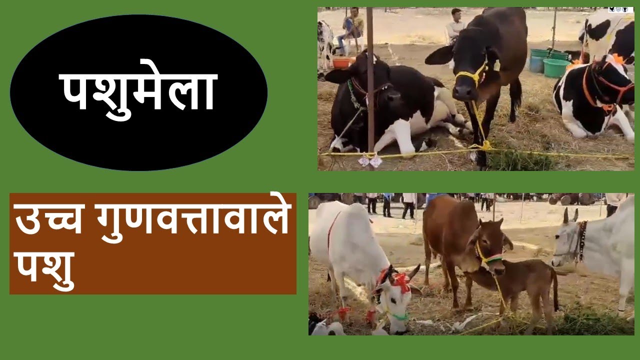 पशुमेला(उच्च गुणवत्तावाले पशु) Pashu-Mela (Animal Exhibition)Government ...