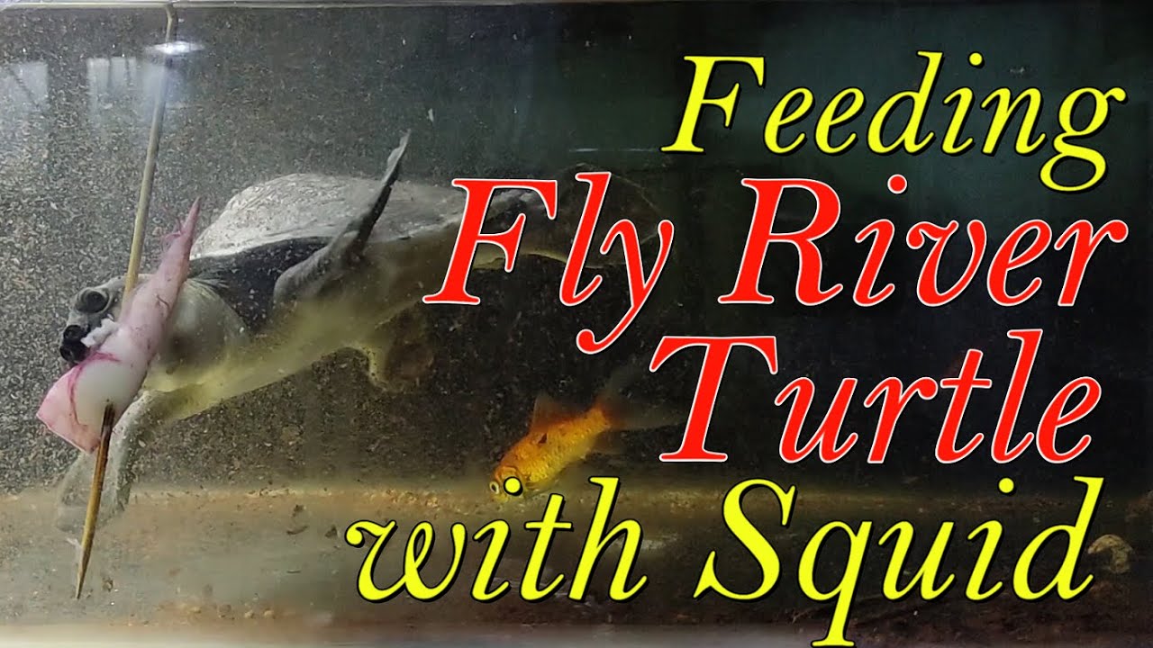 FEEDING FLY RIVER TURTLE WITH SQUID - YouTube