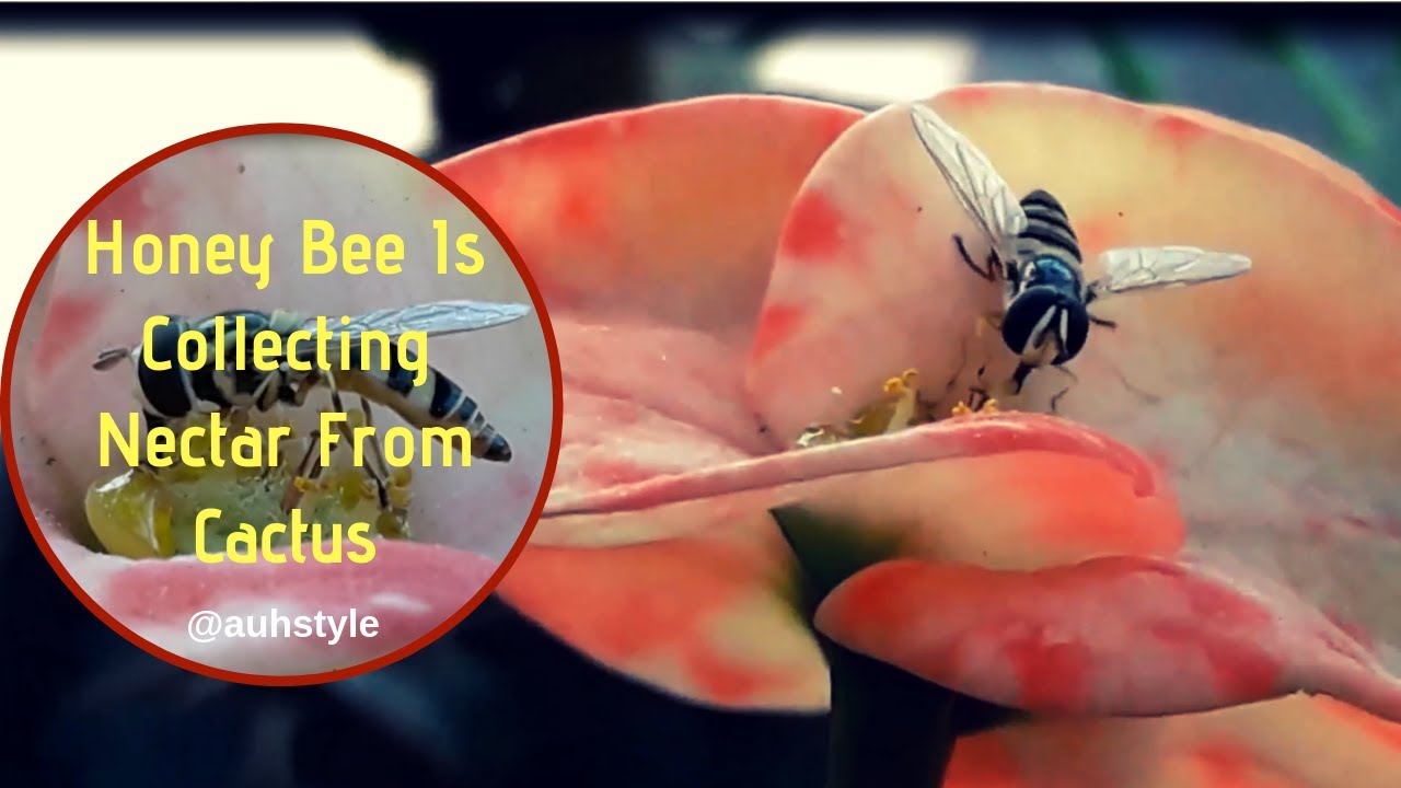 See how a honey bee is collecting nectar from cactus flowers - YouTube