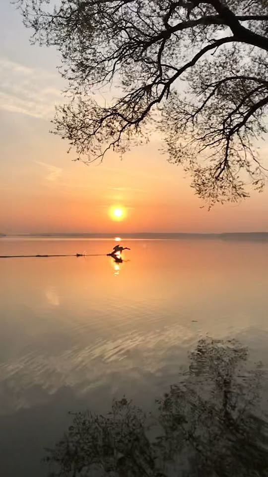 Бит от лебедя Зорро Апрель 2019 Nature Duck мило зорро Lake Swan