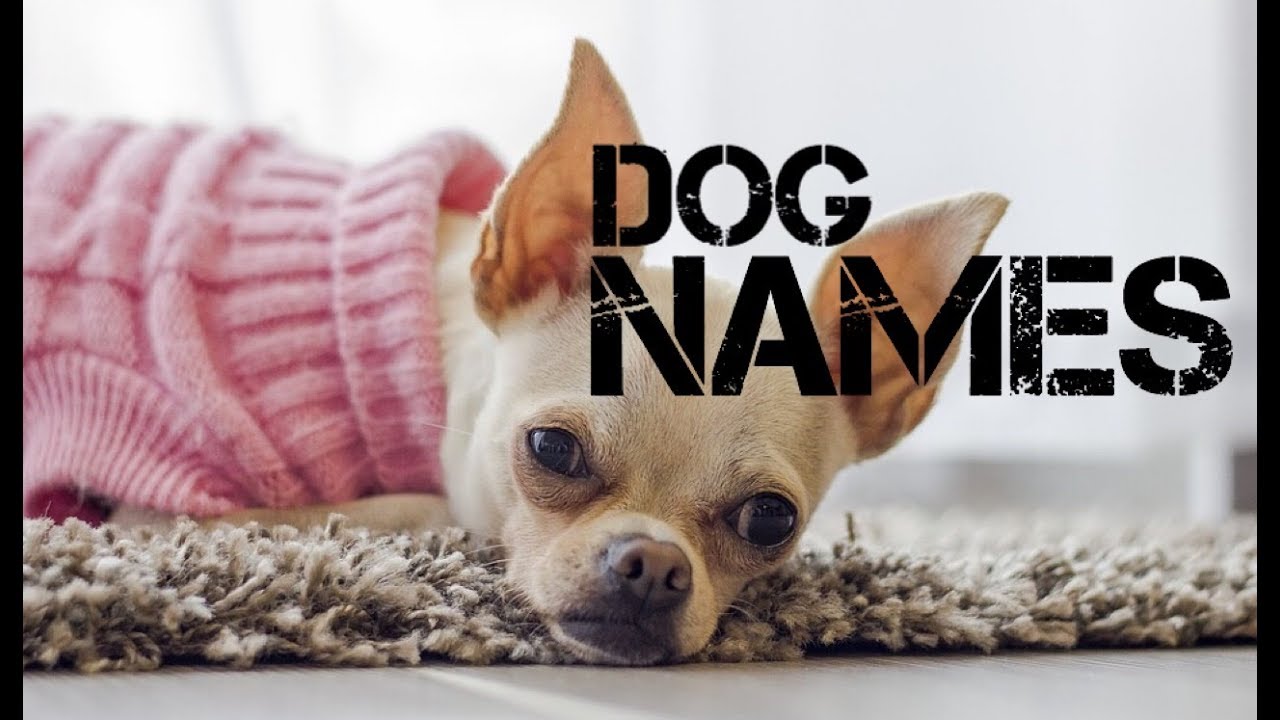 female Dog Names that start with j - YouTube - YouTube