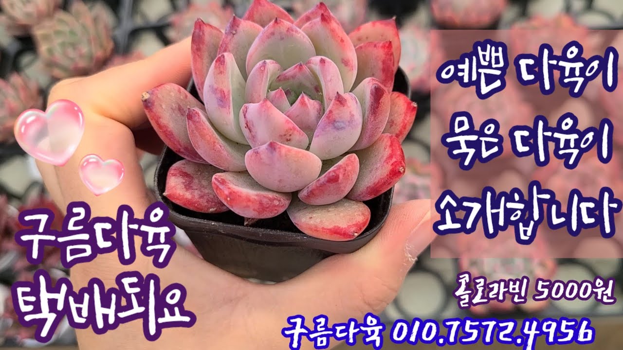 택배시작합니다 달달 묵은 묵둥이 종자포트 다육이들 부터 소개합니다 봄 시작하는 다육맘을 위한 다육이들로 구성했습니다 구름