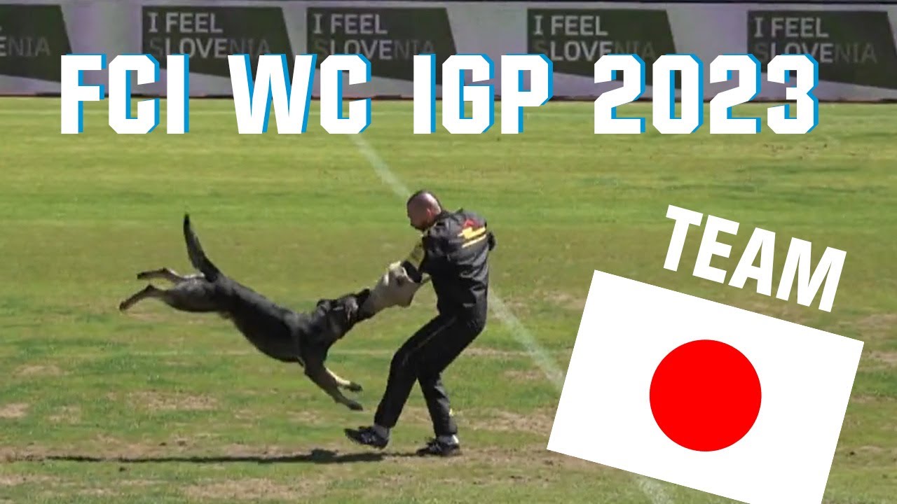 31. FCI WC IGP 2023 // Boris vom R Plus // Team Japan // working-dog ...