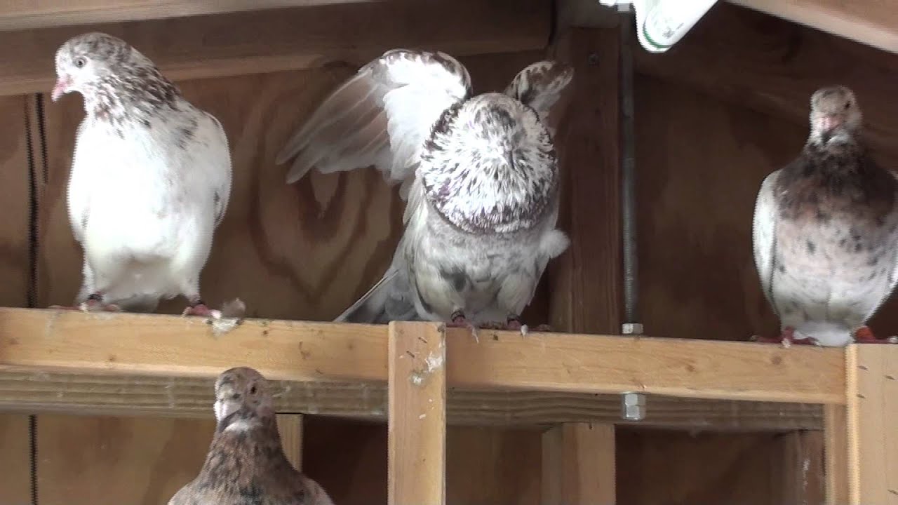 Iranian High Flying Pigeons New York - YouTube