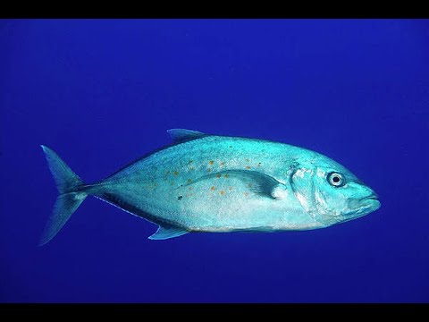 Yellow Spotted Trevally - YouTube