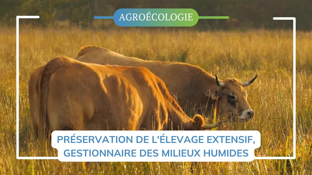 Préservation de l'élevage extensif, gestionnaire des milieux humides ...