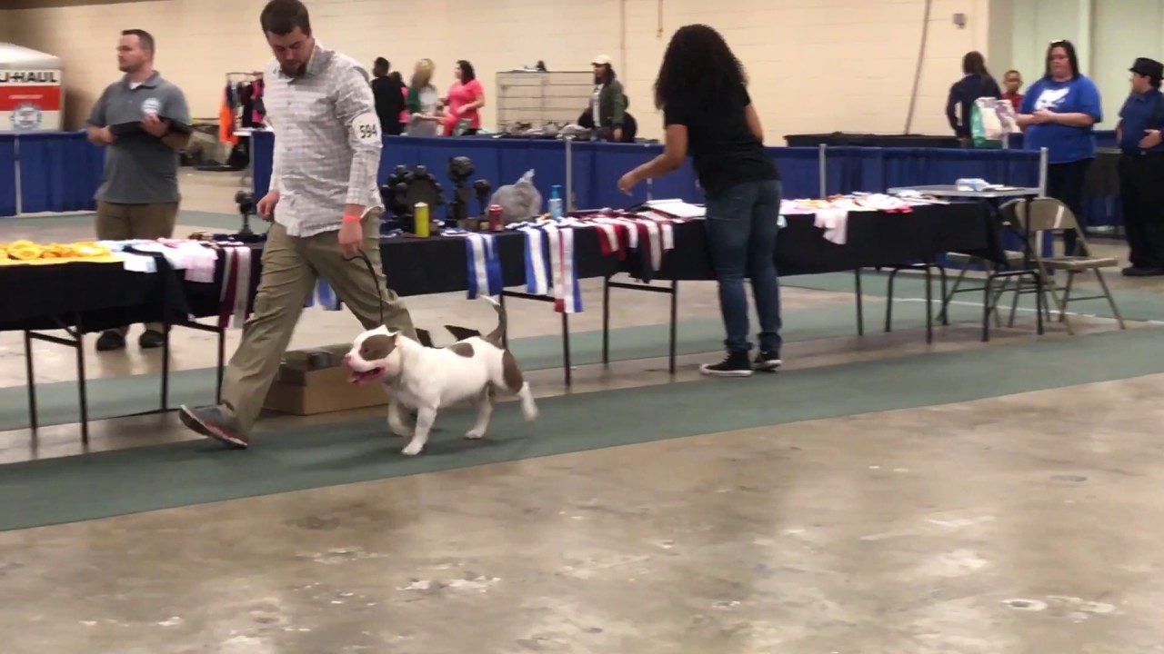 ABKC Nashville Finals 2016 Show 2 Champion Class Winner Rocco! - YouTube