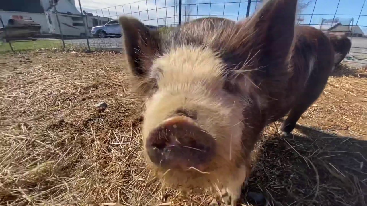 Playing with Kunekune pigs never gets old - YouTube