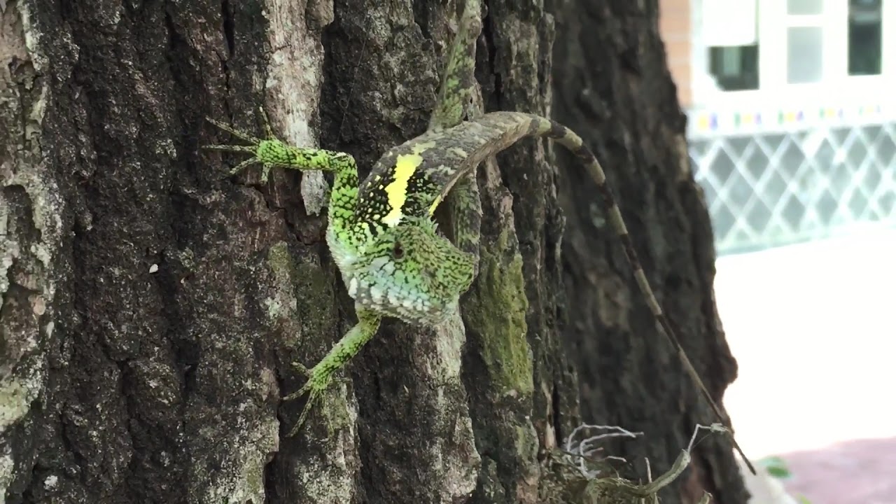 Short-legged Japalure (Diploderma brevipes) | Fauna and Flora of Taiwan ...