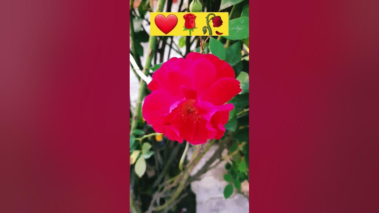 🌹#shorts #youtubeshorts #trending #love #rose #lovestatus #lovesong #trend #beautiful #nature ...