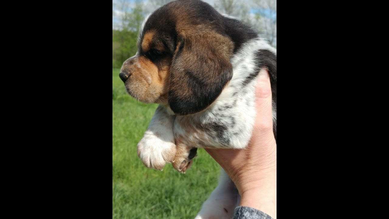 SUMO PUPPY! Chunky Bluetick Beagle baby at 4 weeks with his momma - YouTube