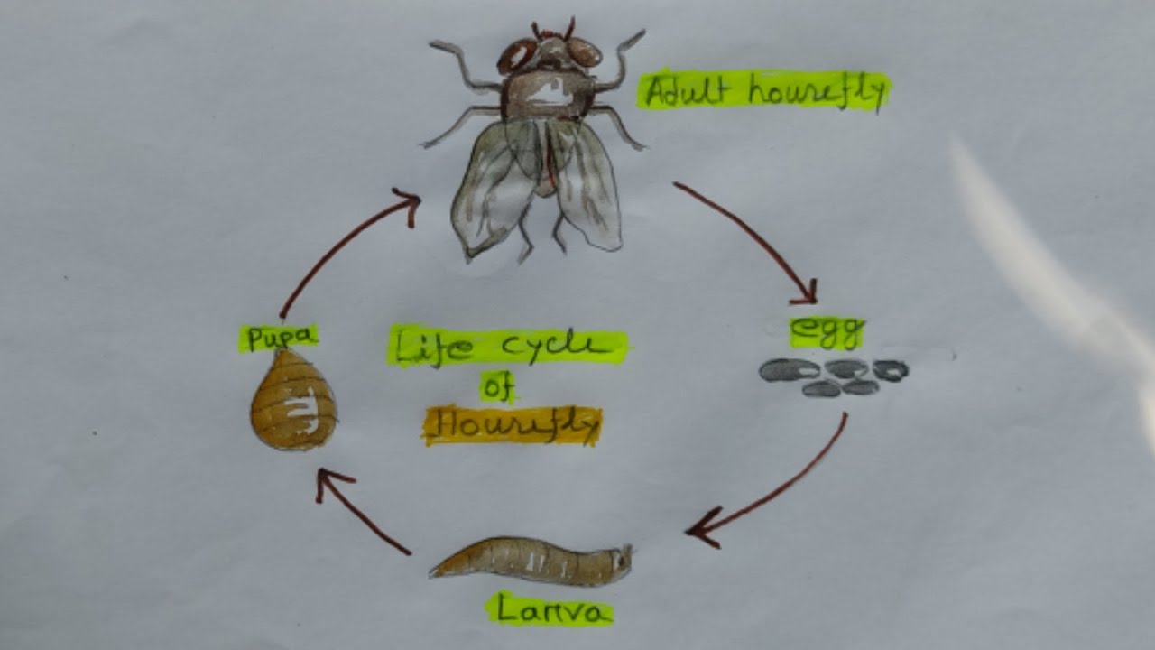 How To Draw Housefly Lifecycle Easy Step For Kid School Project howtodraw houseflylifecycle how-to-draw-housefly-lifecycle-easy-step-for-kid-school-project-howtodraw-houseflylifecycle