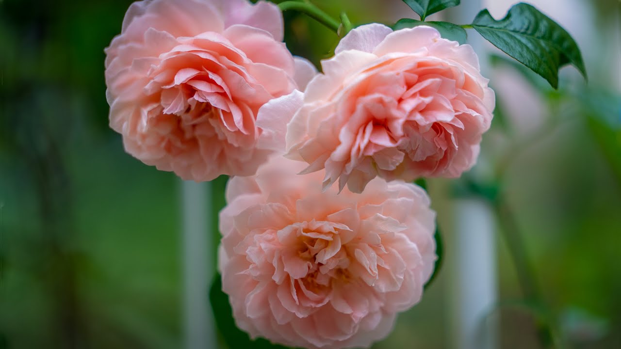 [David Austin] Strawberry Hill Rose 2022 of the first year - YouTube