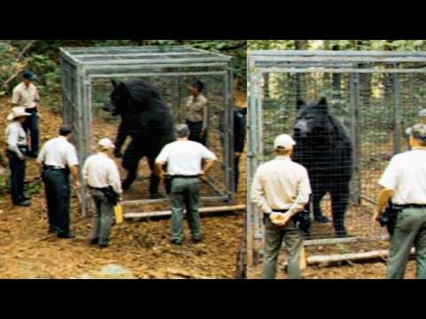 They Caged a DOGMAN in a National Forest, What Happened Next Was Disturbing...