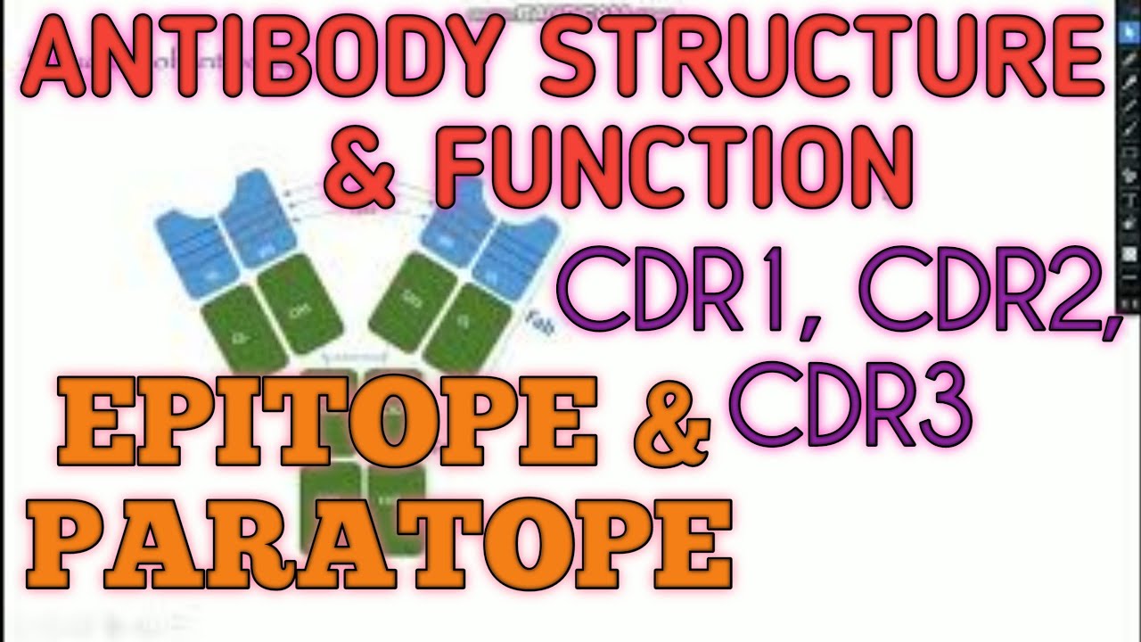 Antibody structure ll Antibody structure and function ll epitope and ...