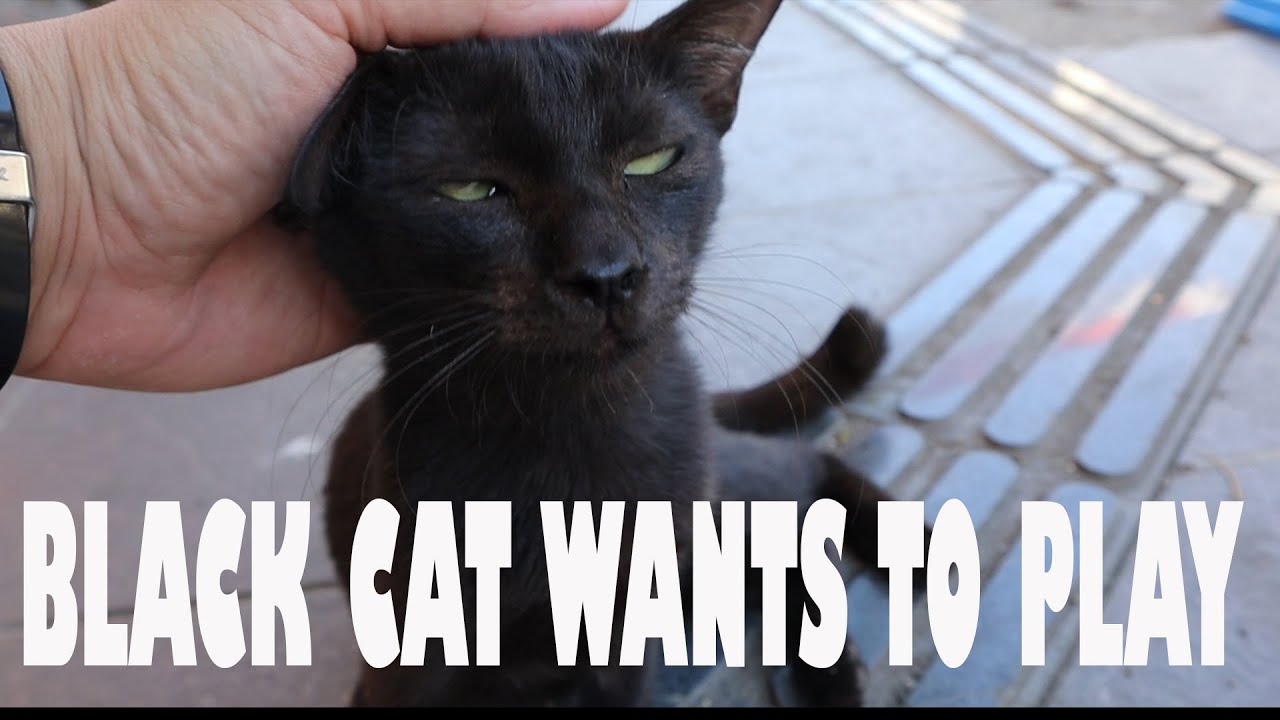 when black cat wants to play | robin seplut fans - YouTube