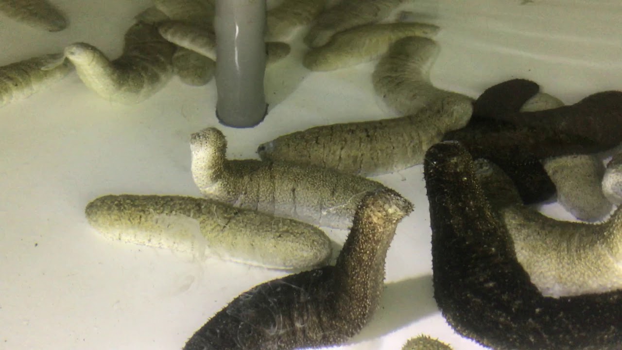 Sandfish (Holothuria scabra) induced spawning behavior in tank - YouTube