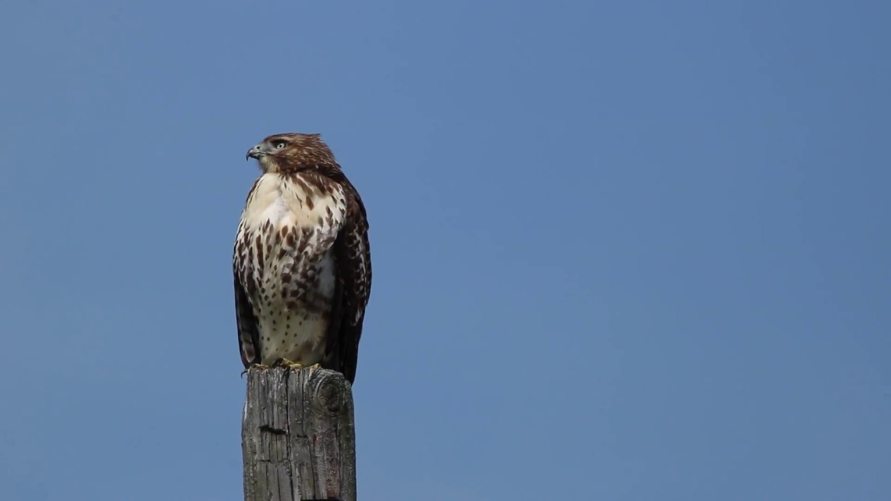 Red-Tailed Hawk Calling | My Back Yard - YouTube