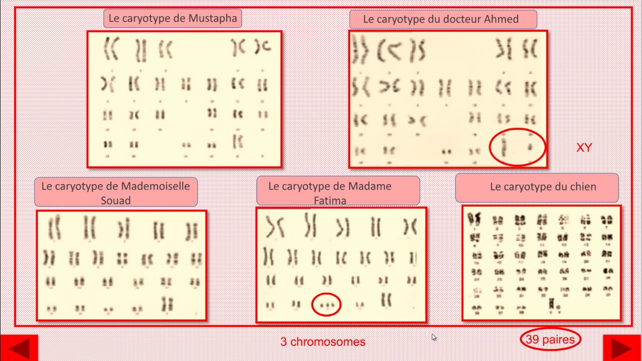 Activité : étudier les chromosomes - YouTube