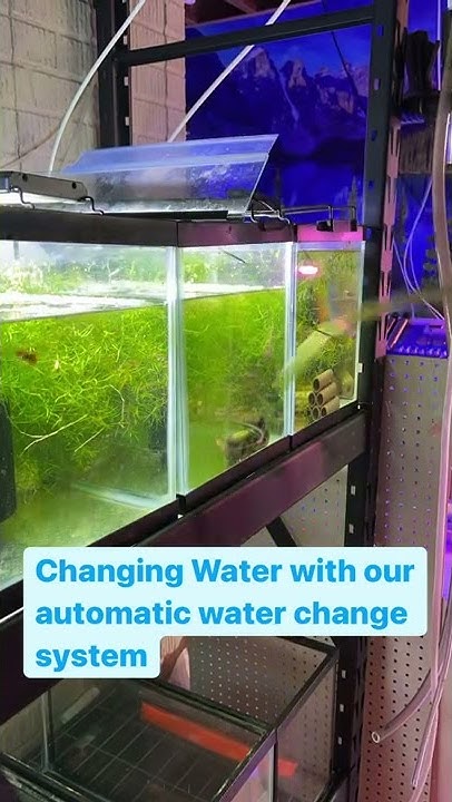 Changing water with our Automatic water change system. #fish #aquarium ...