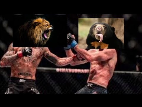 León vs oso malayo ¿Quien ganaría? El tito 55. versus de animales - YouTube