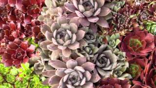 Roberta's 18-piece Live Forever Hens and Chicks Hardy Succulent on QVC