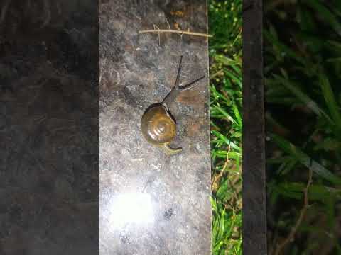 Snails Real locomotion Night cratur #snail viral video - YouTube