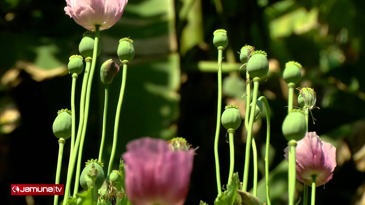 Report on Poppy Cultivation by Mohsin-ul Hakim - YouTube