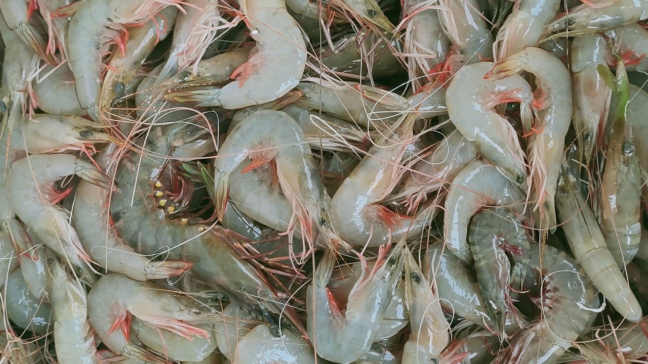 sea white prawns...Kattumavadi fish market... #prawn - YouTube