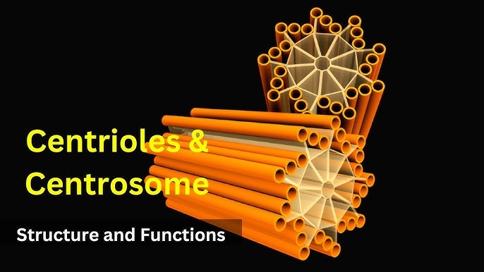 Centrioles