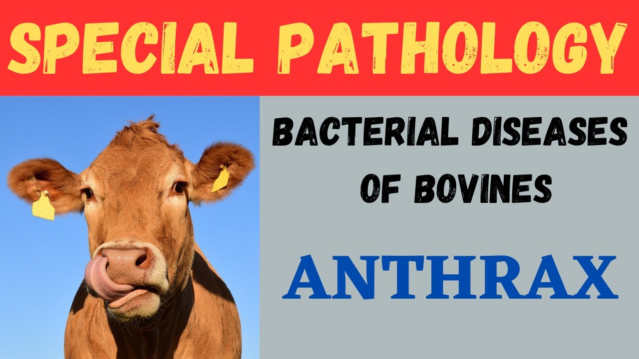 Anthrax | Pathology and Microbiology | Veterinary Medicine | Veterinary ...