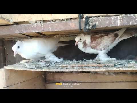 KISI KO CHAIYE TO batav 800 rupay jodi hai