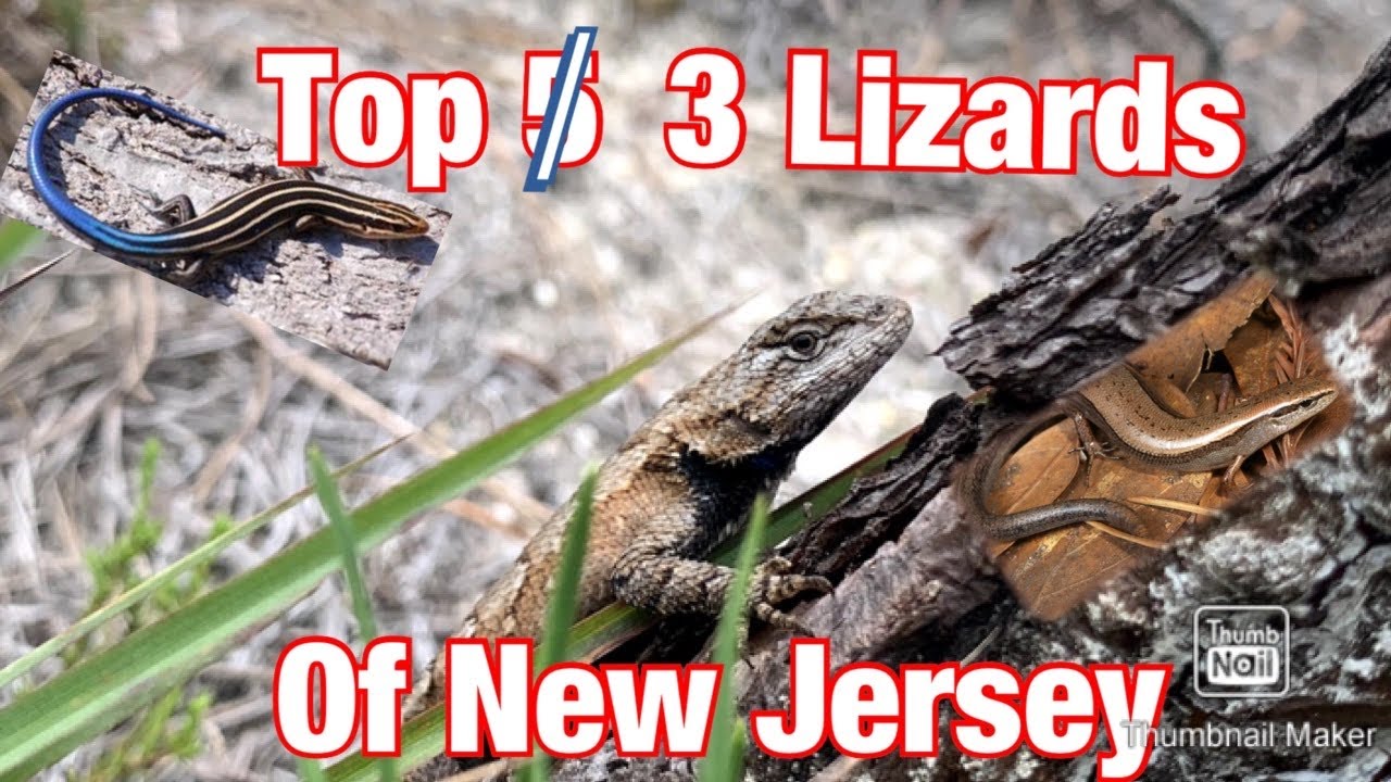 Top 3 Lizards of New Jersey - YouTube
