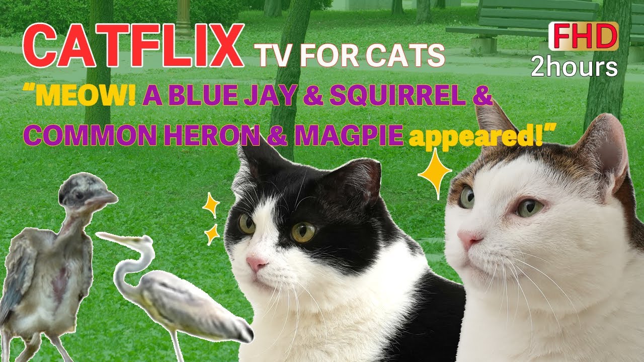 TV for Cats | Watching A BLUE JAY, SQUIRREL, COMMON HERON, MAGPIE in ...