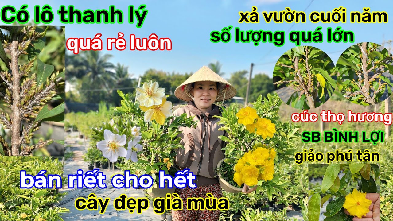 🌲11/1☎️vườn mai Chị Tuyền☎️có hàng thanh lý🌲20k-40k-60k-80k🌲xả rẻ tận ...