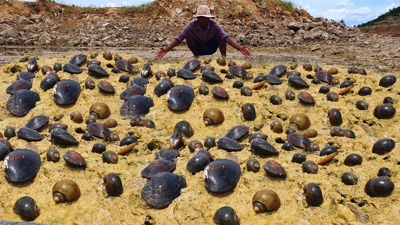 Wow Wow OMG A fisherman pick clams at Near the mountain by hand evening ...