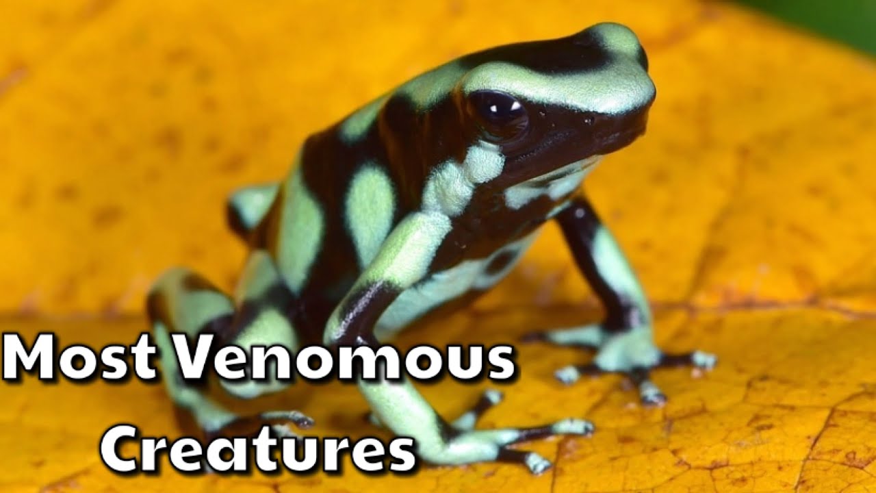 Most Venomous Creatures In The World - YouTube