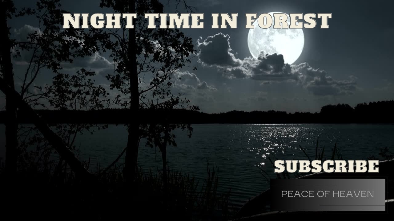 Night Time Forest | Gantle Sounds For Sleeping | Forest Ambient ...
