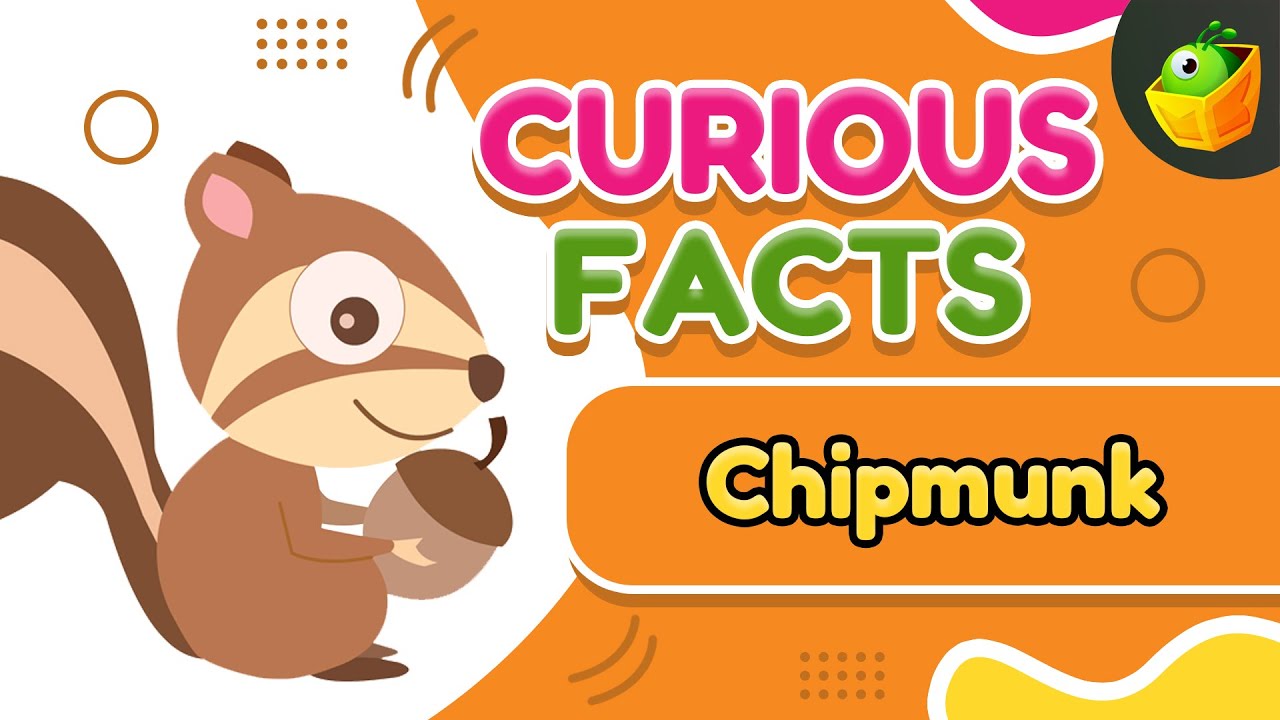 Chip Munk- Fun Facts About Their Smarts and Skills - Chipmunk Brain ...