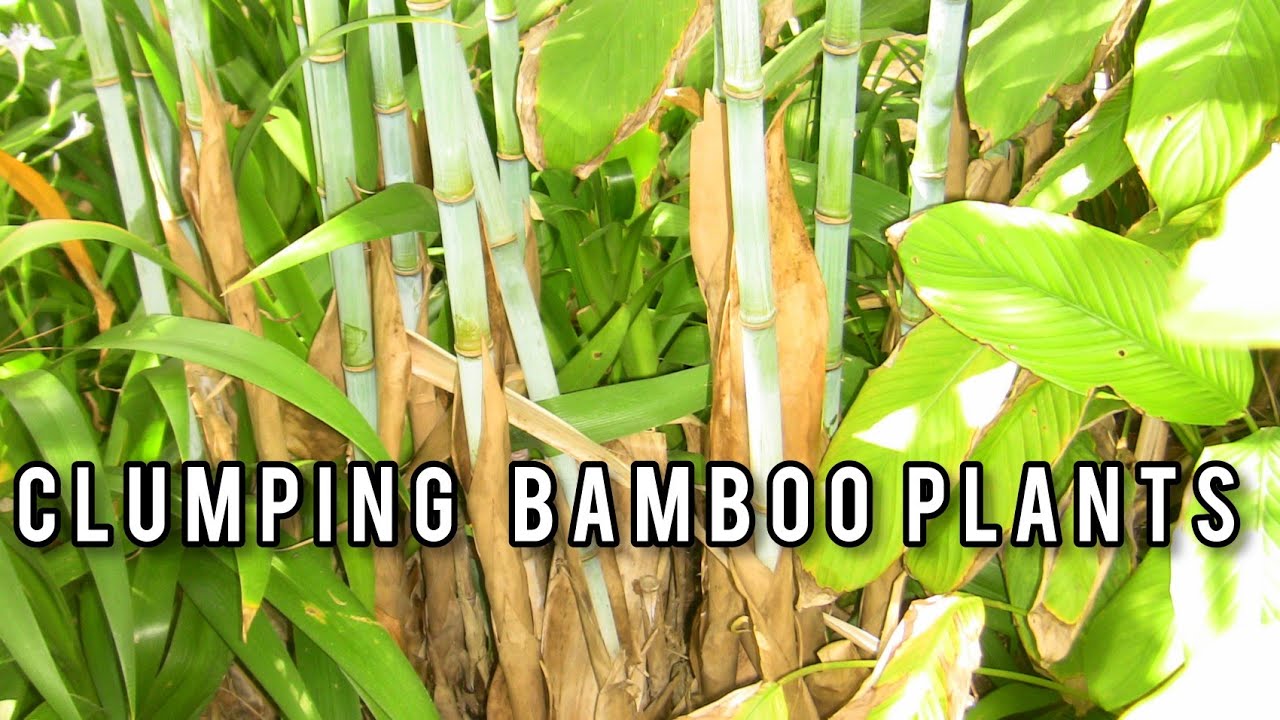 Blue Bamboo, Green Bamboo and Clumping Bamboos - YouTube