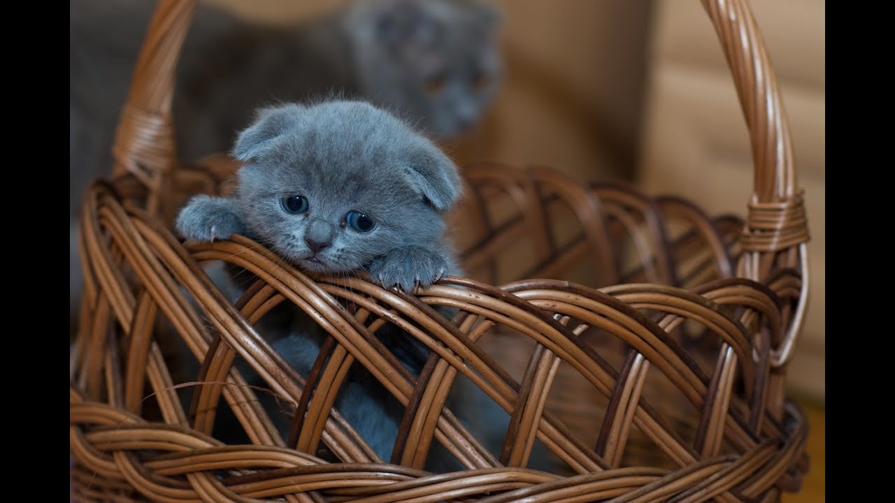 Lovely Cats Mew | Meowing Cat Videos | Cat meow meow | Cat sounds happy ...